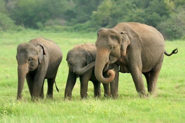 خرطوم فیل برای چیست و چه کاربردی دارد؟